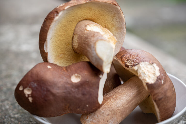 Hřib dubový, dubák nebo poddubák - Letem gastro světem